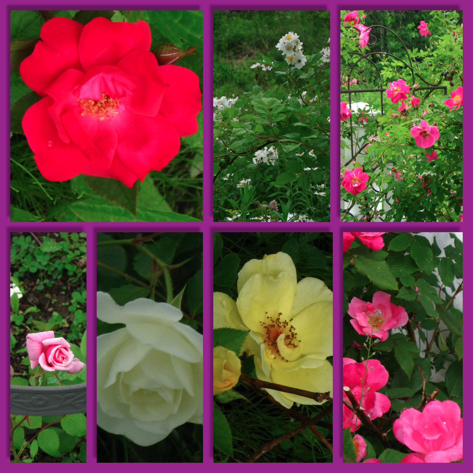 june roses – Gardens Eye View
