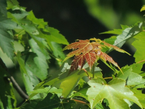 The Maple Tree Through Spring – Gardens Eye View