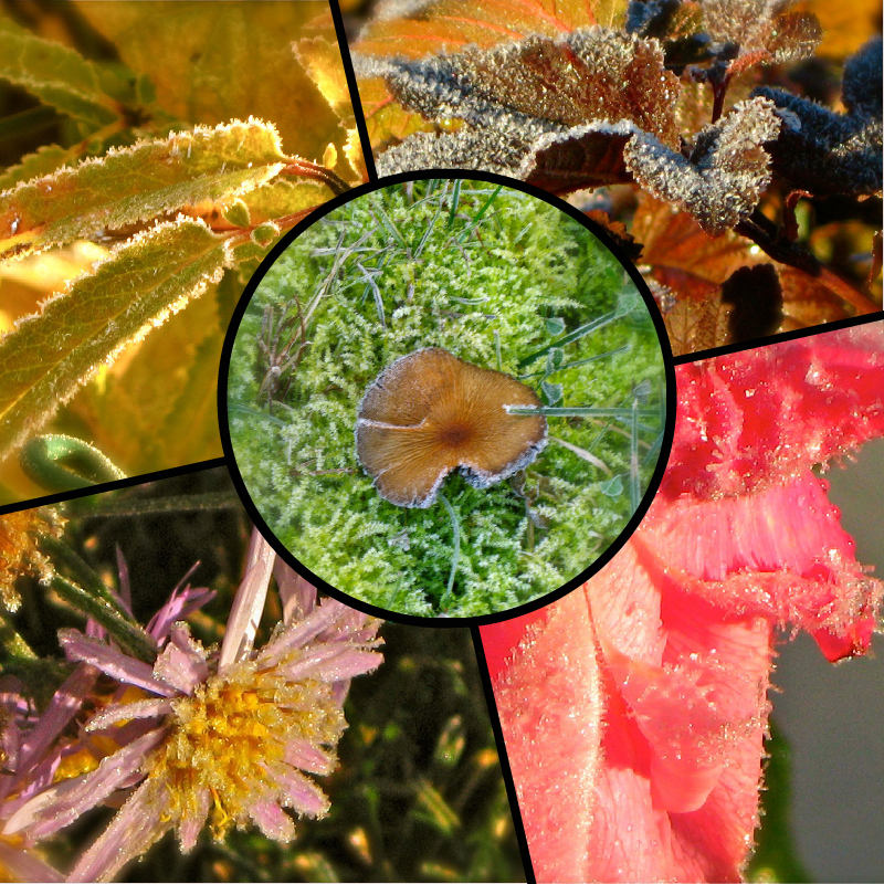 frost collage – Gardens Eye View