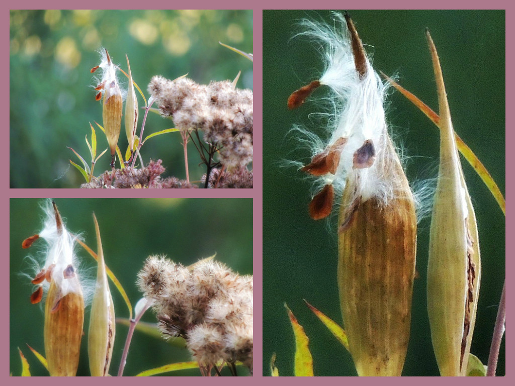 seed collage – Gardens Eye View