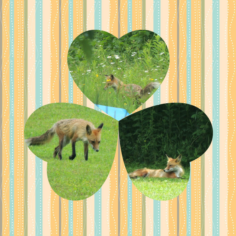 hunting collage – Gardens Eye View