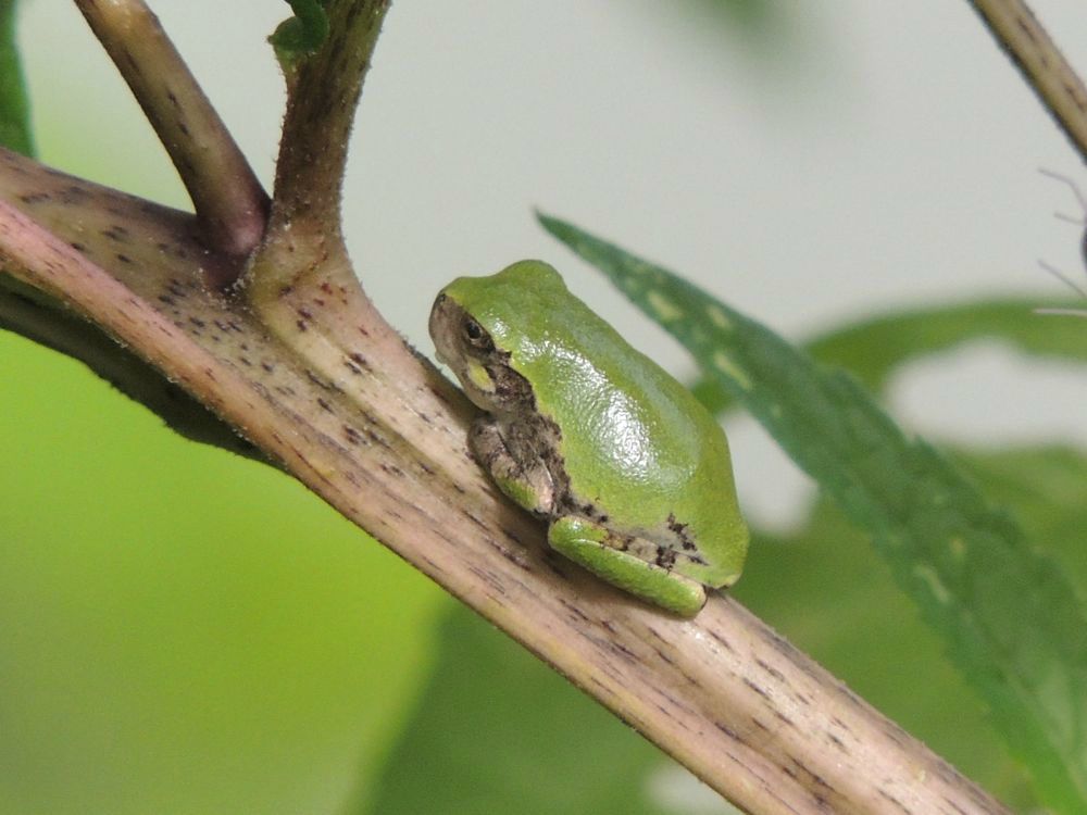 tree frog – Gardens Eye View