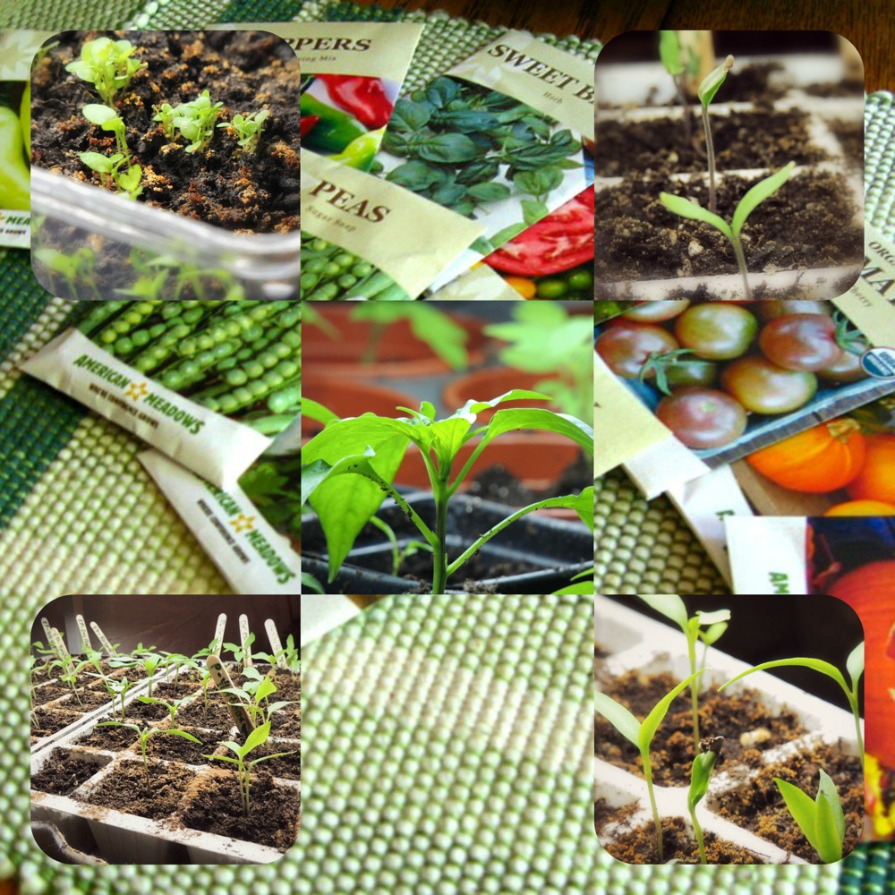seedling collage – Gardens Eye View