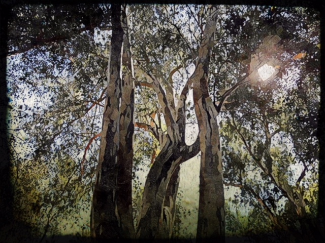 az arboretum trees – Gardens Eye View
