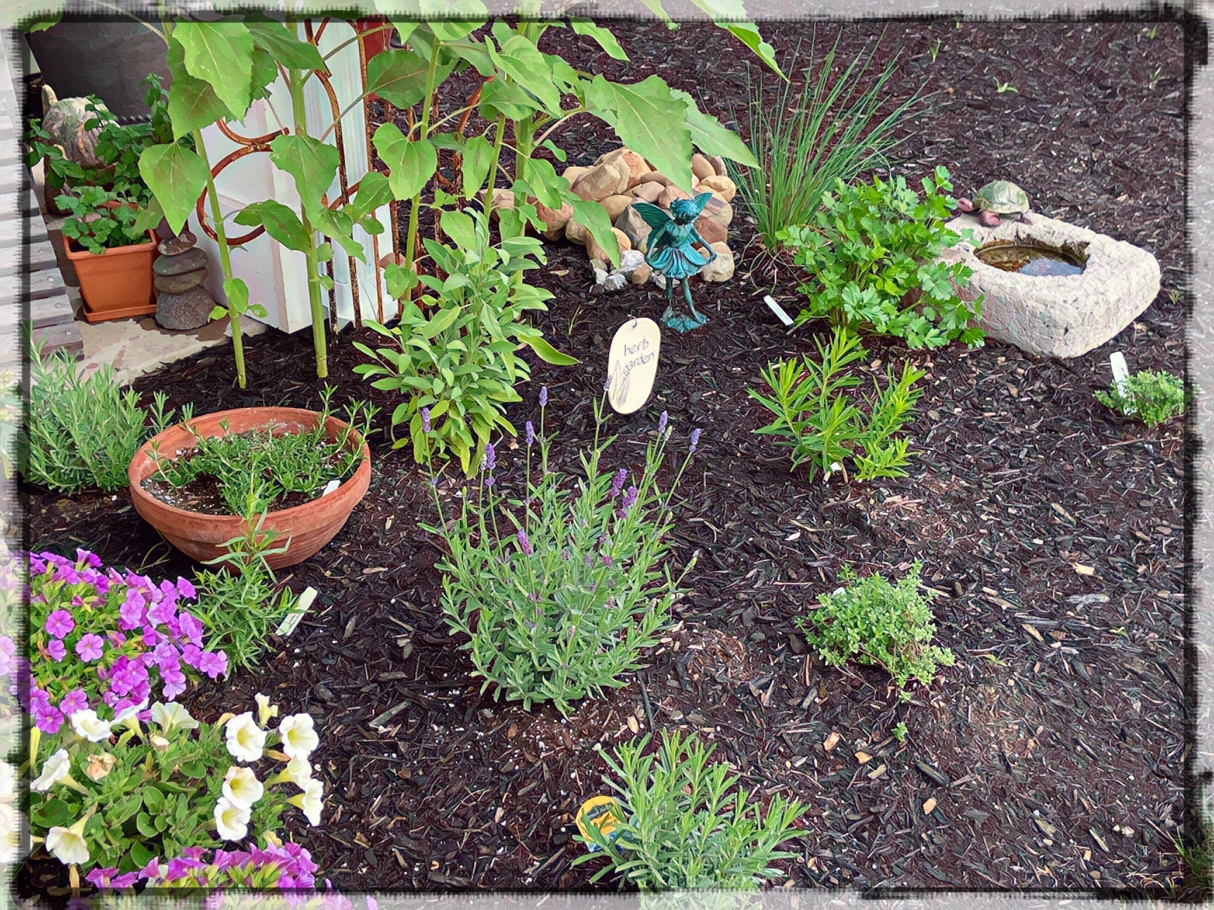 A Wee Herbal Garden Still Remains – Gardens Eye View