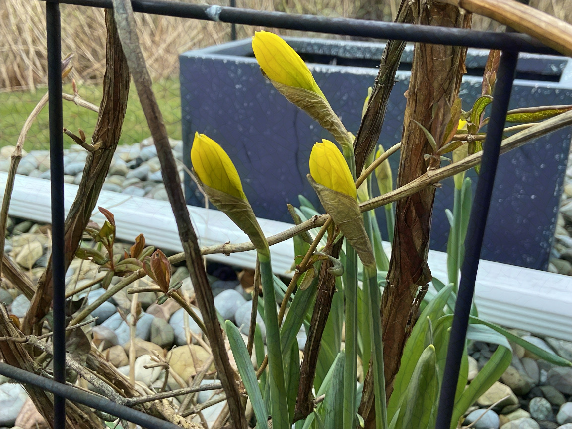 In a Vase on Monday – Trumpeting Spring – Gardens Eye View